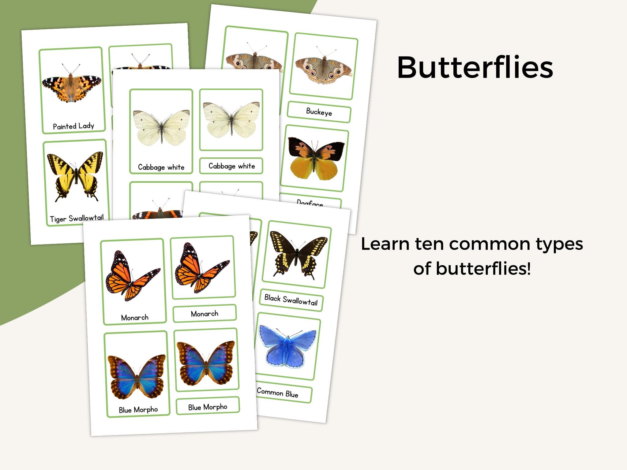 Butterfly Species 3 Part Cards; Butterfly Identification for Kids ...