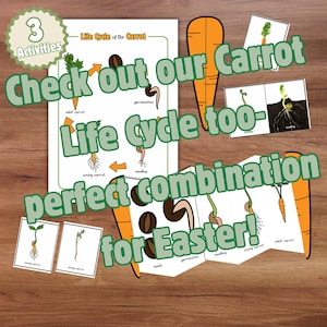 Rabbit Life Cycle Printables: Nature Learning Activities (PDF) - Etsy