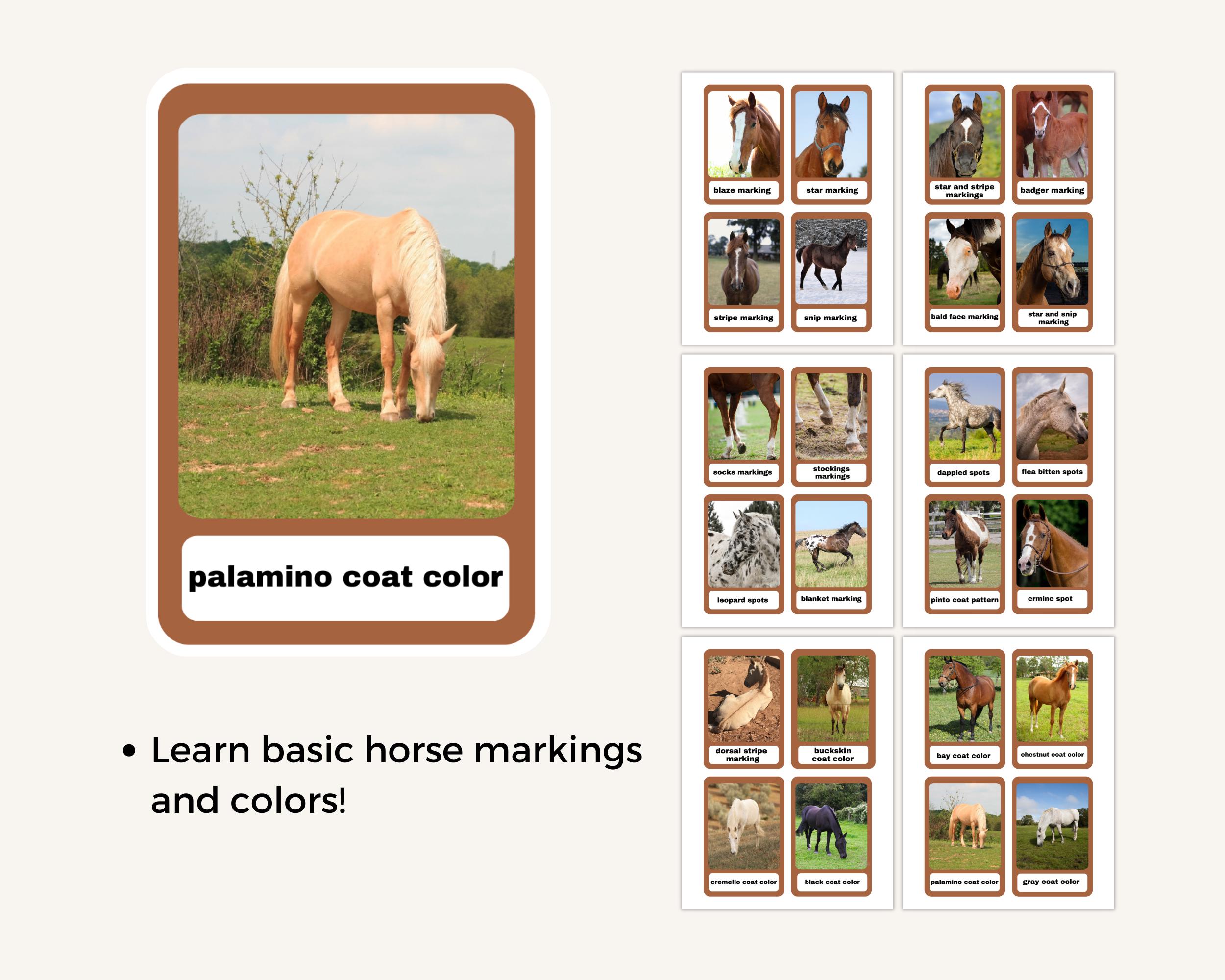 Horse Colors Flashcards for Kids; Horse Markings & Coat Colors Flash ...