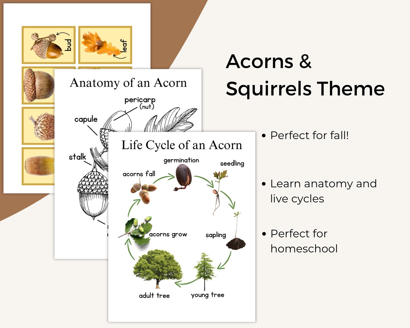 Acorns & Squirrels: Anatomy and Life Cycle; Science Worksheets for Pre ...
