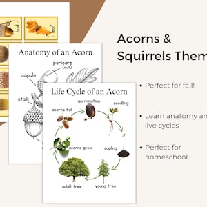 Acorns & Squirrels: Anatomy and Life Cycle; Science Worksheets for Pre ...