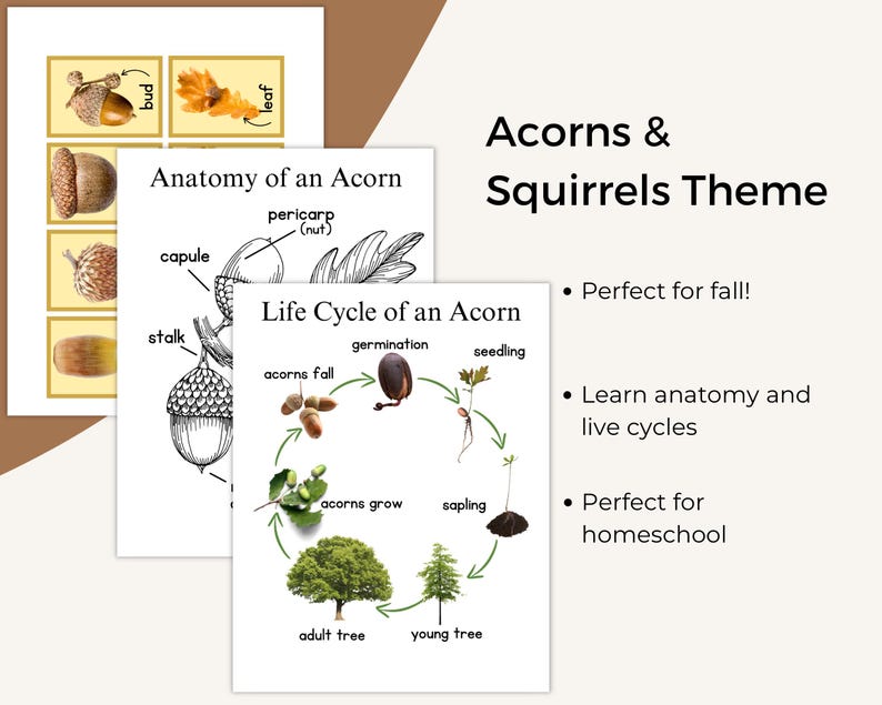 Acorns & Squirrels: Anatomy and Life Cycle; Science Worksheets for Pre ...