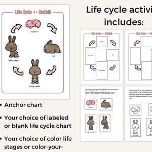 Rabbit Life Cycle Printables: Nature Learning Activities (PDF) - Etsy
