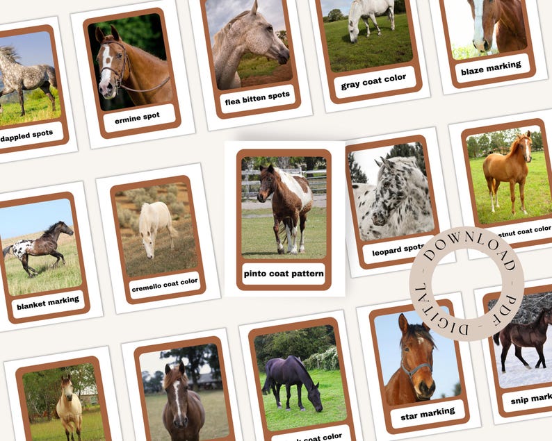 Horse Colors Flashcards for Kids; Horse Markings & Coat Colors Flash ...