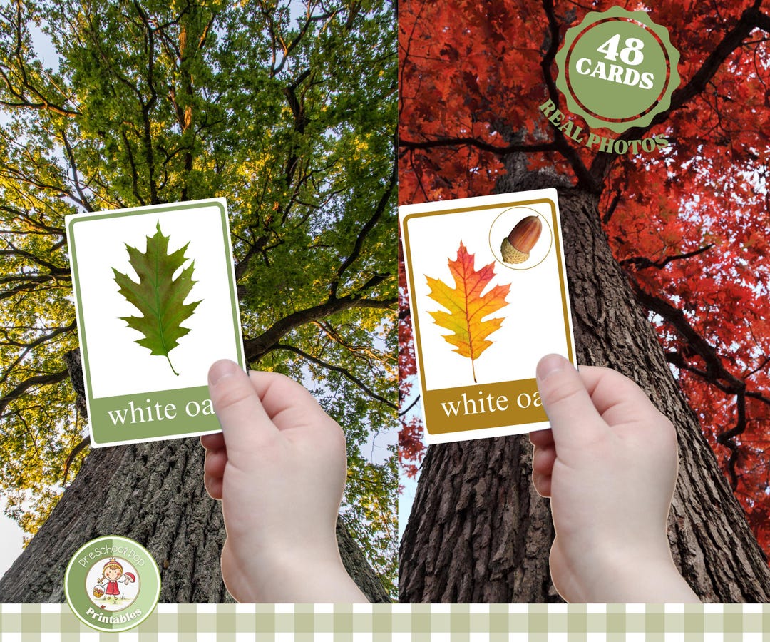 Tree Leaf Identification Cards: Montessori Homeschool Field Guide (PDF ...