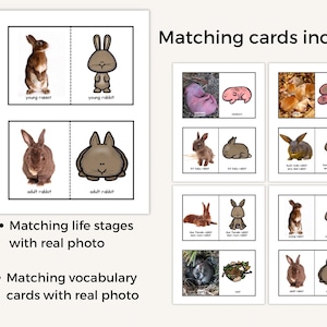 Rabbit Life Cycle Printables: Nature Learning Activities (PDF) - Etsy