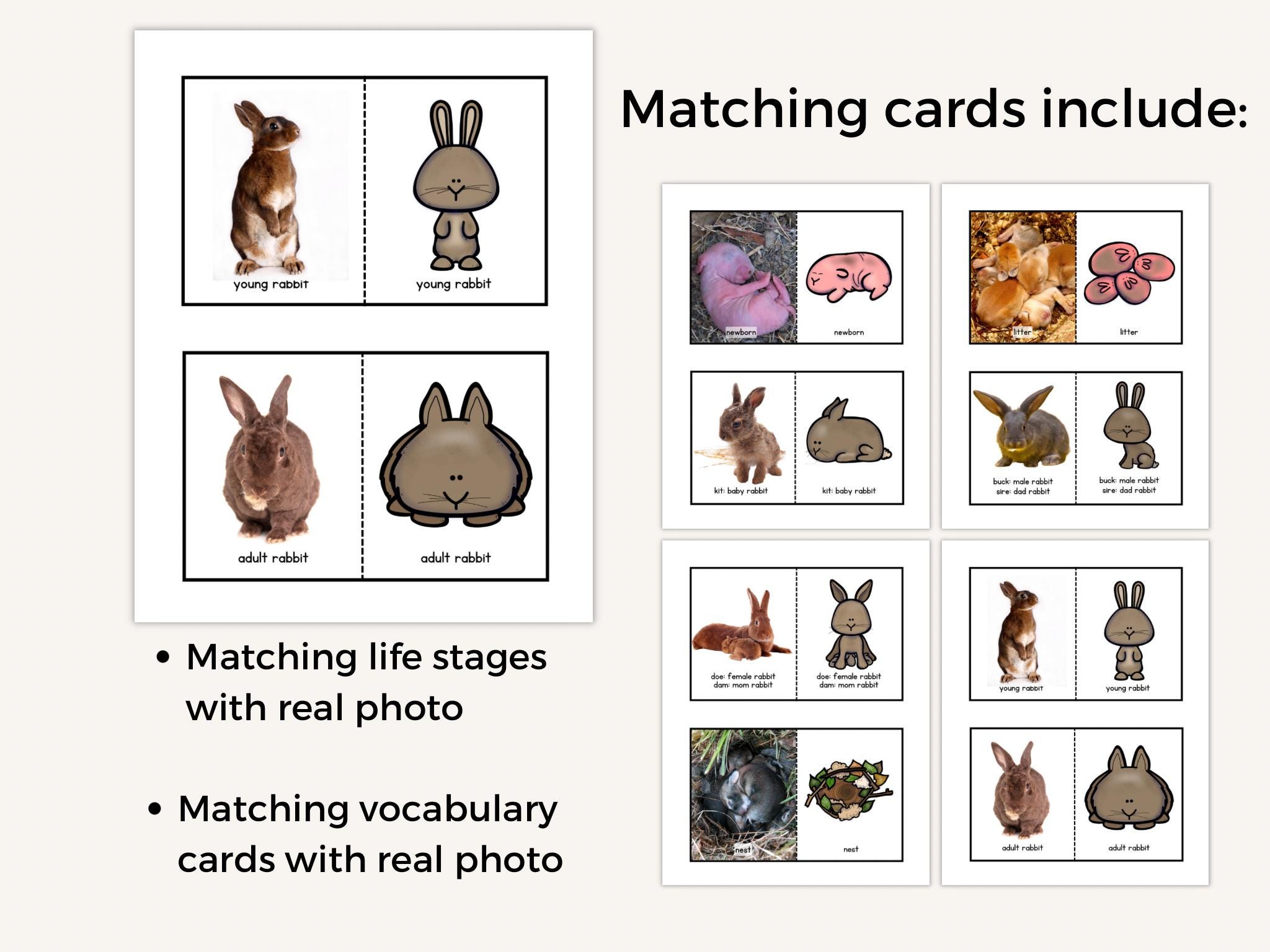 Rabbit Life Cycle Printables: Nature Learning Activities (PDF) - Etsy