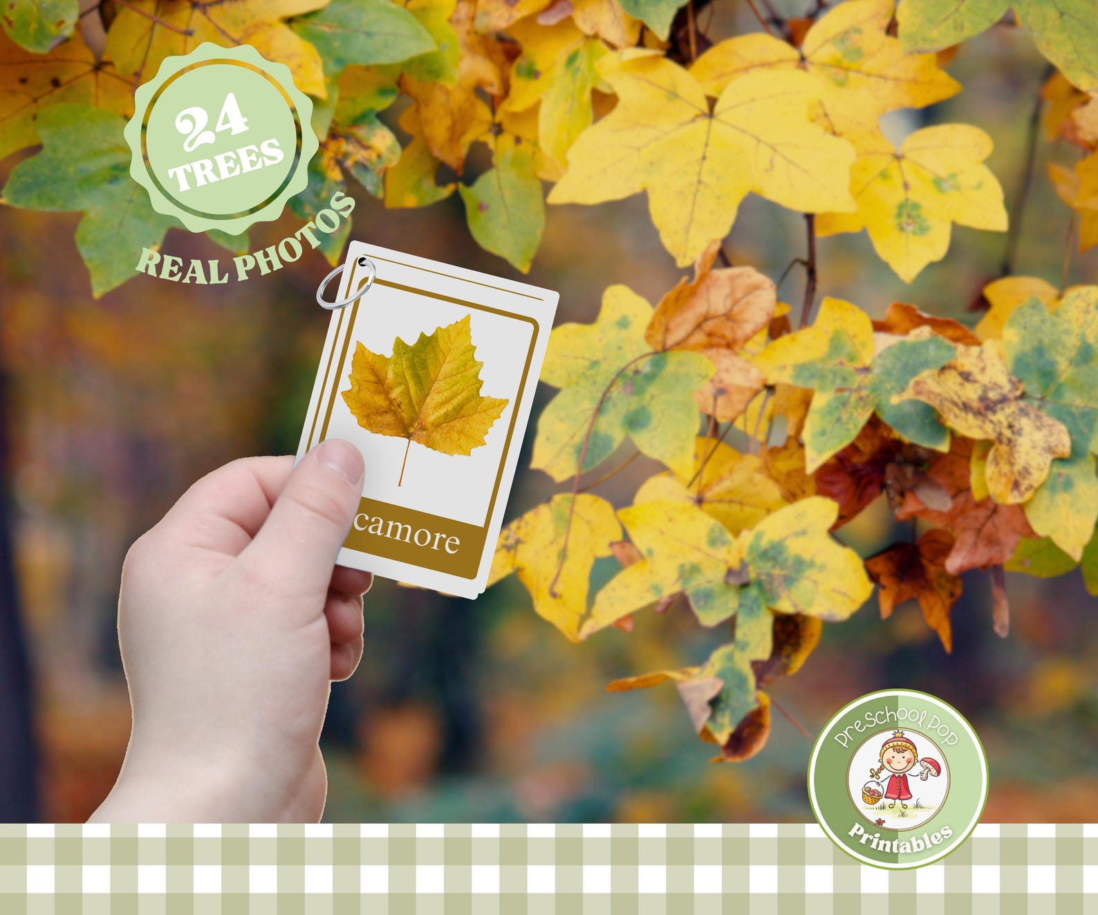 Fall Tree Leaf Identification Cards: Montessori Homeschool Nature Study ...