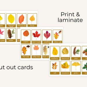 Fall Tree Leaf Identification Cards: Montessori Homeschool Nature Study ...