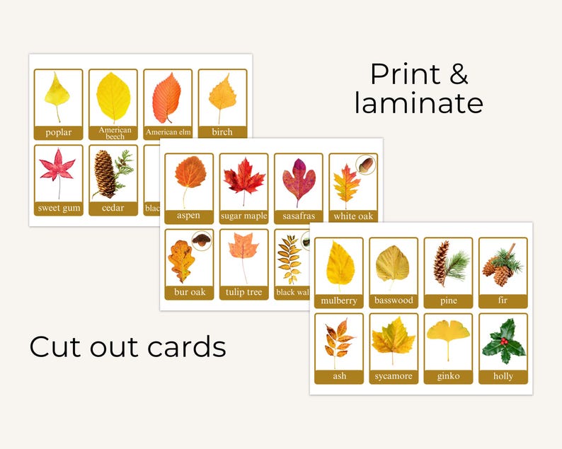 Fall Tree Leaf Identification Cards: Montessori Homeschool Nature Study ...