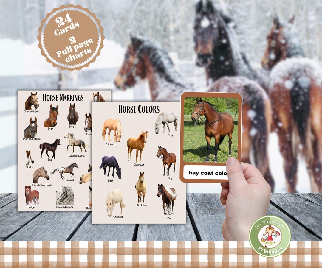Horse Colors Flashcards for Kids Horse Markings & Coat Colors Flash ...