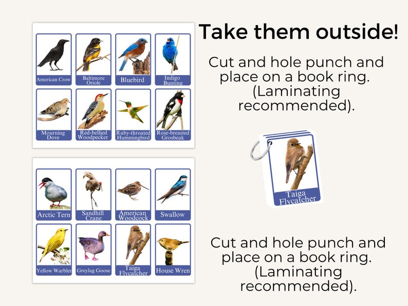 Spring Birds ID Cards and Coloring Pages for Kids: Montessori Nature ...