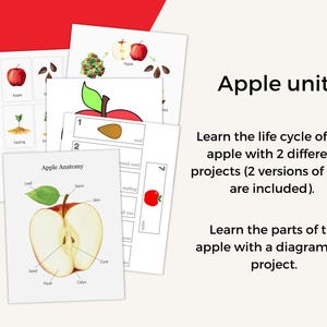 Apple Life Cycle Craft; Parts of an Apple Kindergarten Lesson; - Etsy