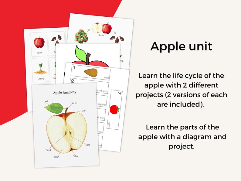 Apple Life Cycle Craft; Parts of an Apple Kindergarten Lesson; - Etsy