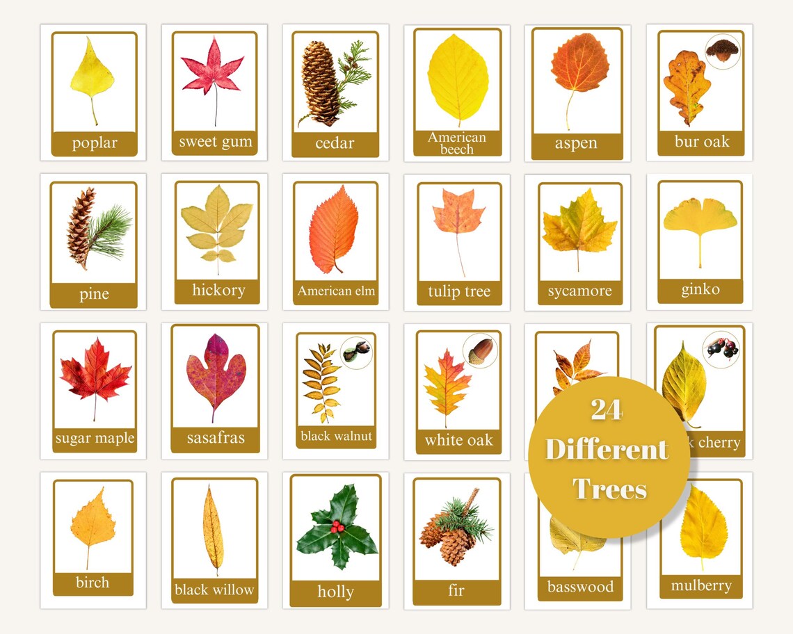 Tree Leaf Identification Cards: Montessori Homeschool Field Guide (PDF ...