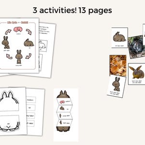 Rabbit Life Cycle Printables: Nature Learning Activities (PDF) - Etsy