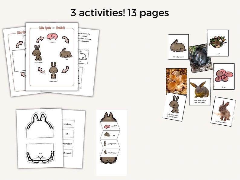 Rabbit Life Cycle Printables: Nature Learning Activities (PDF) - Etsy