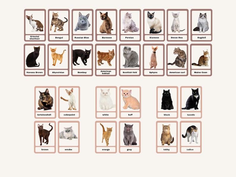 Cat Breeds Flashcards & Coloring Pages: Homeschool Nature Study (PDF ...