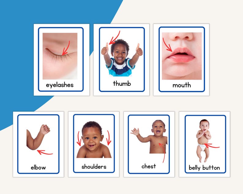 Names of Body Parts Flashcards; Printable Human Body, Anatomy ...