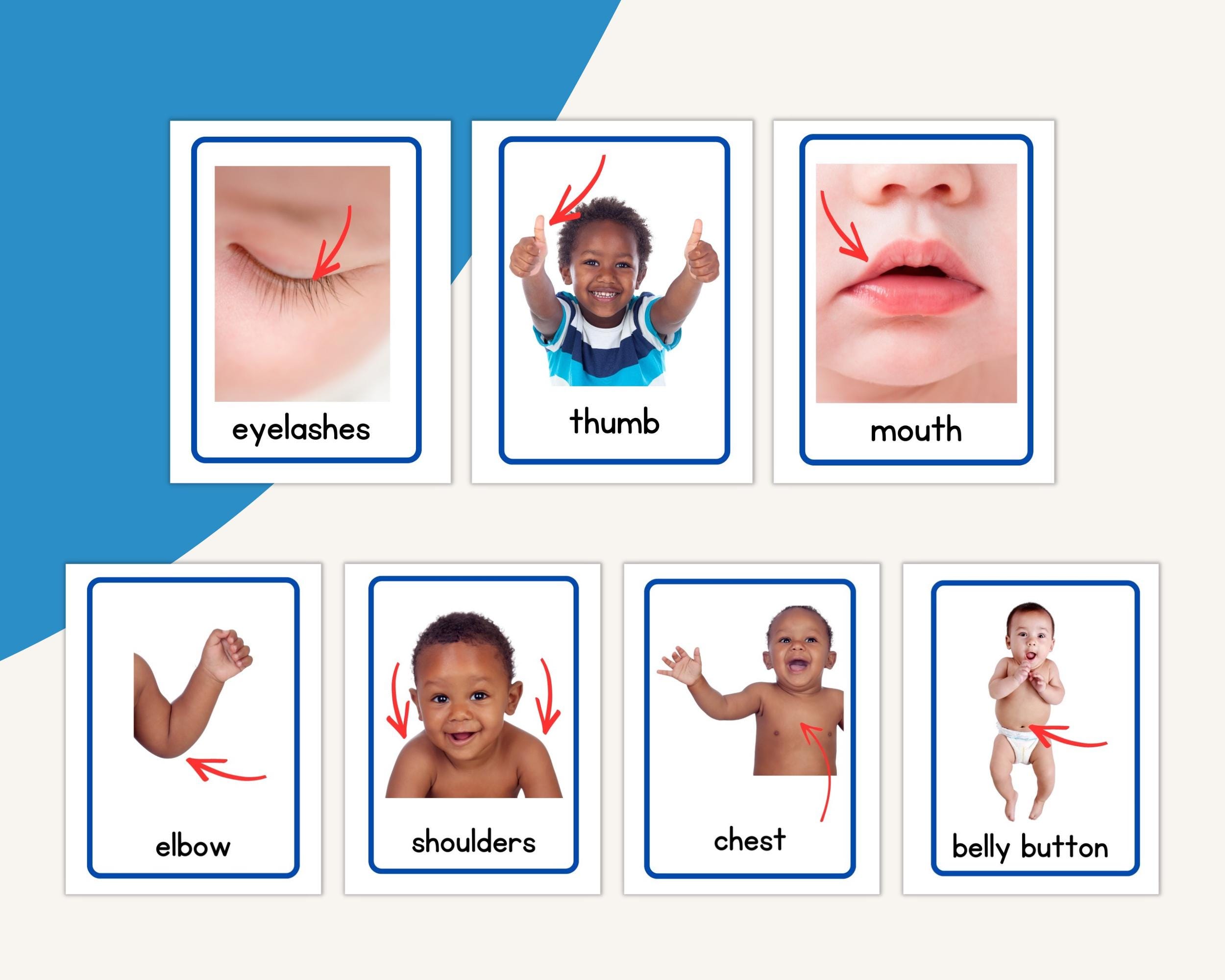 Names of Body Parts Flashcards; Printable Human Body, Anatomy ...