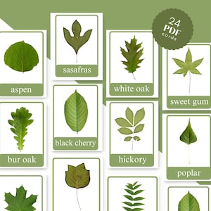 Tree Leaf Identification Cards for Kids, Montessori Nomenclature Cards ...