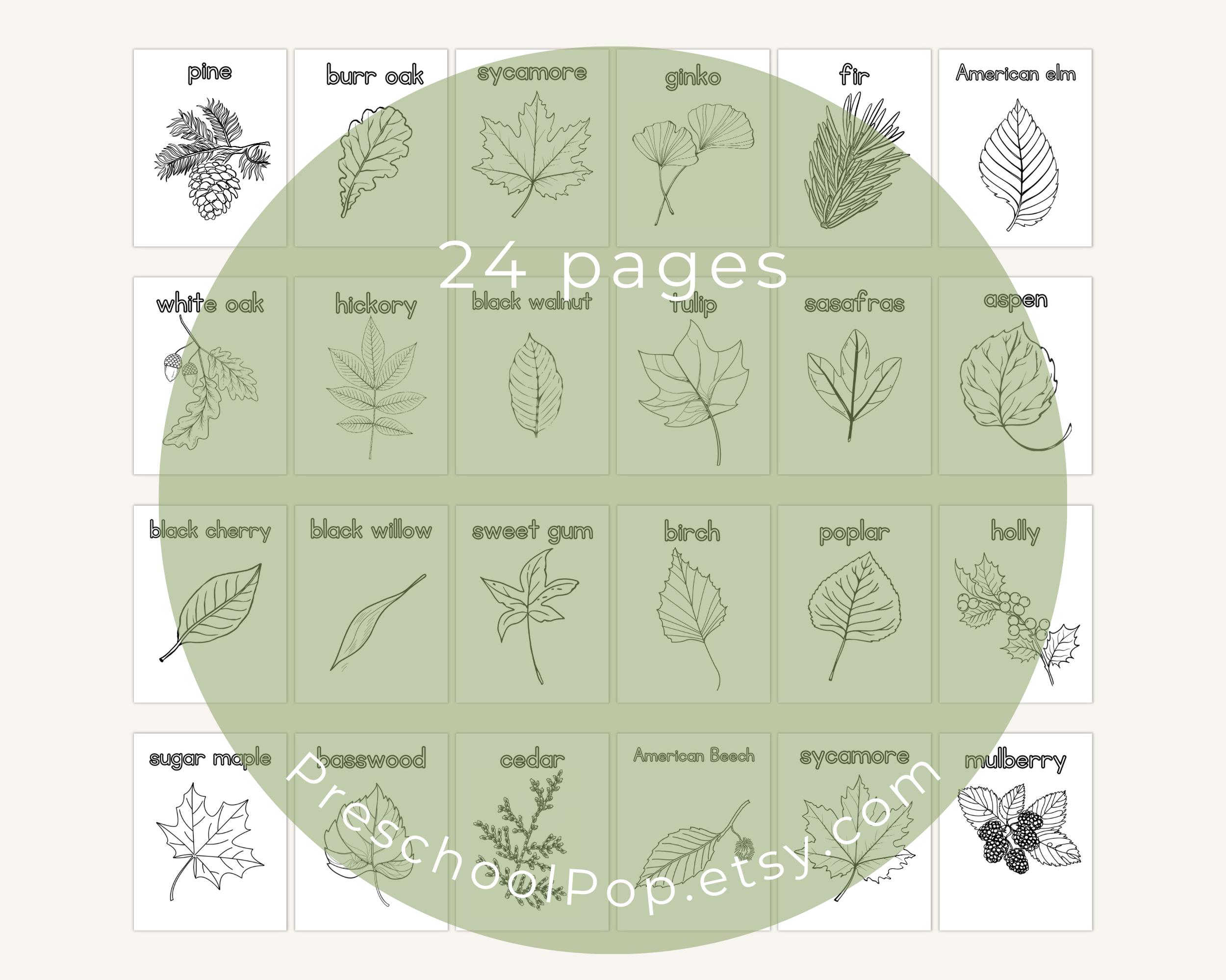 Tree Leaf Coloring Pages; Leaf Identification for Kids; Leaf and Leaves ...