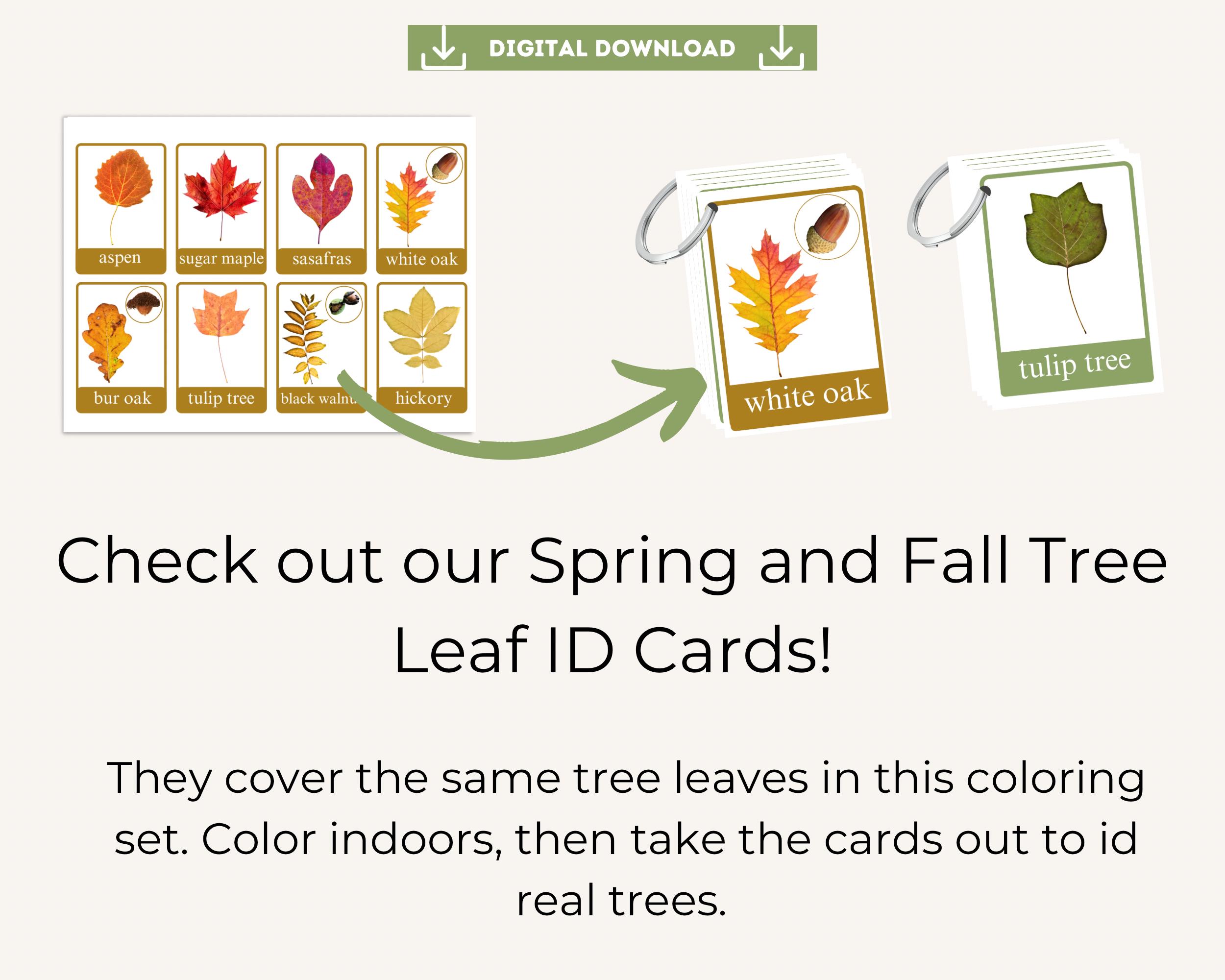 Tree Leaf Coloring Pages; Leaf Identification for Kids; Leaf and Leaves ...