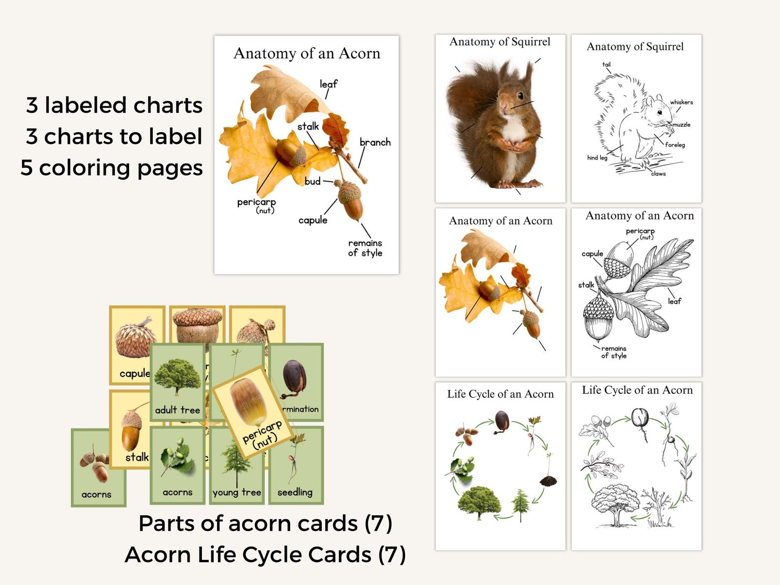 Acorn & Squirrel Unit; Fall Preschool Theme; Pre-k Letter Tracing ...