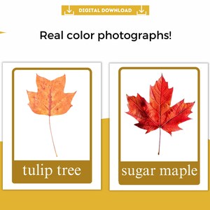 Fall Tree Leaf Identification Cards: Montessori Homeschool Nature Study ...