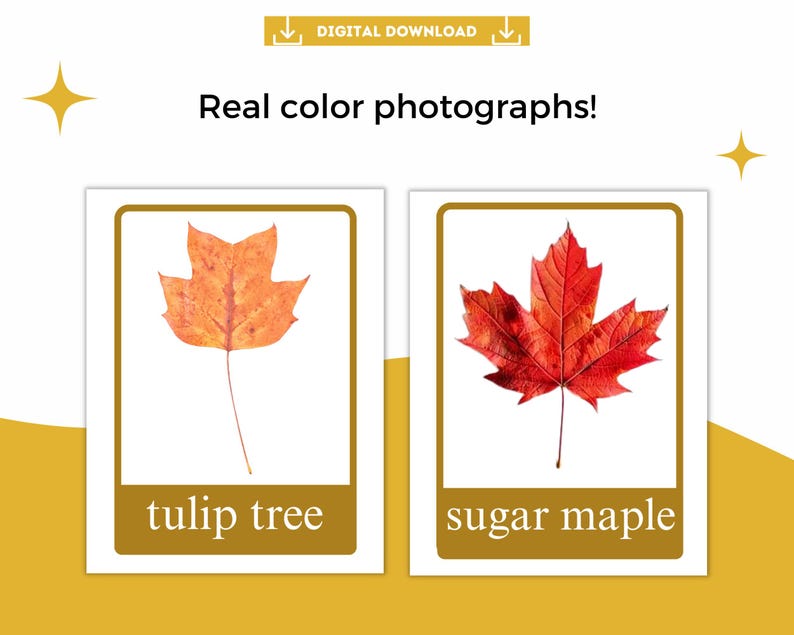Fall Tree Leaf Identification Cards: Montessori Homeschool Nature Study ...