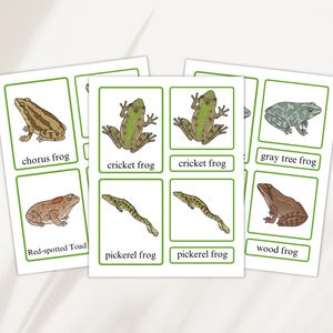 Frog & Toad Learning Activities: Homeschool Science Flashcards (PDF) - Etsy