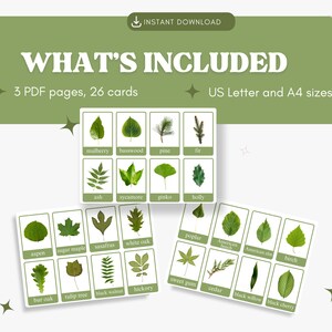 Tree Leaf Identification Cards: Montessori Homeschool Nature Study (PDF ...
