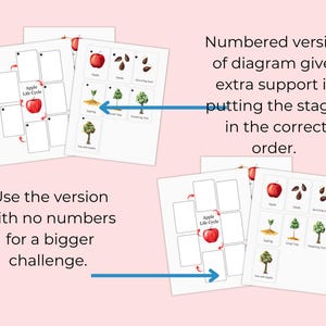 Apple Life Cycle Craft; Parts of an Apple Kindergarten Lesson; - Etsy