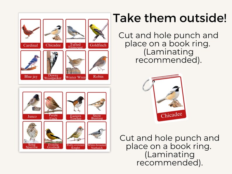 Bird Identification Cards for Kids: Winter and Spring Species, Coloring ...