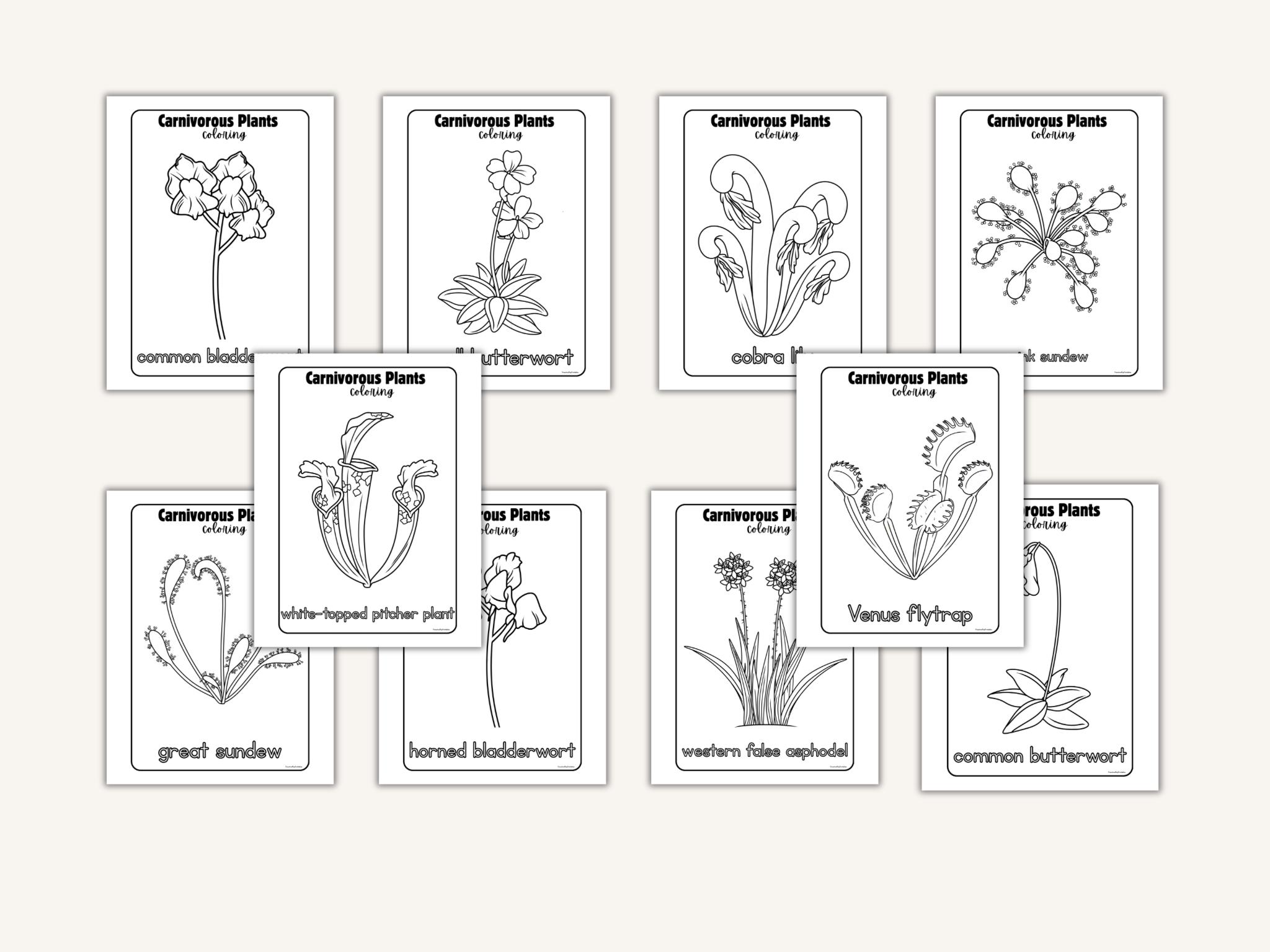 Printable Carnivorous Plants Learning Set; Id/nomenclature Cards ...