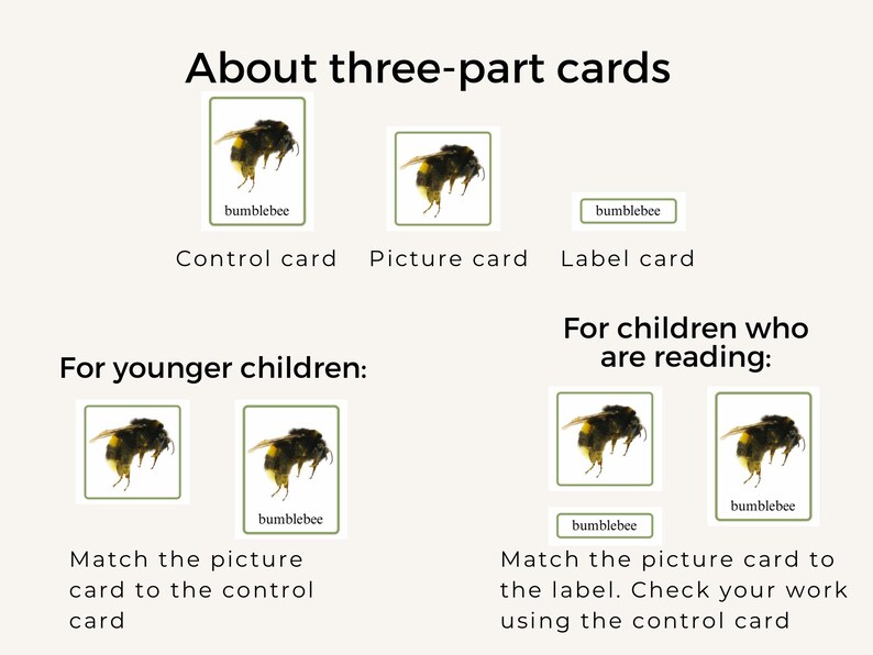 Insect Montessori Cards and Coloring Pages: Spring Homeschool Printable ...