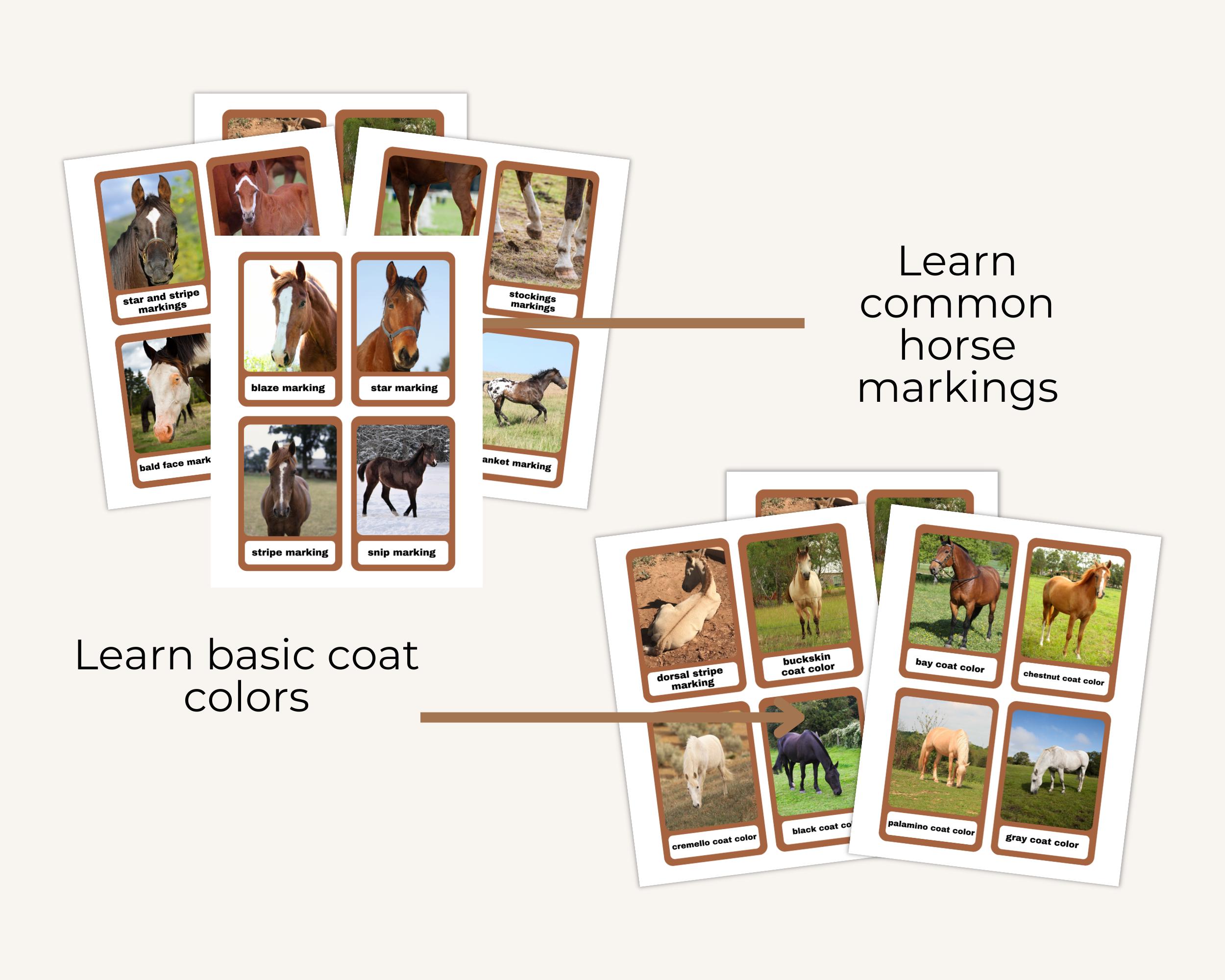 Horse Colors Flashcards for Kids; Horse Markings & Coat Colors Flash ...