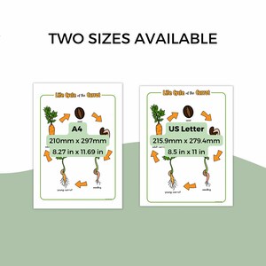 Carrot Cycle Printables; 3 Gardening Learning Activities for Kids; Life ...
