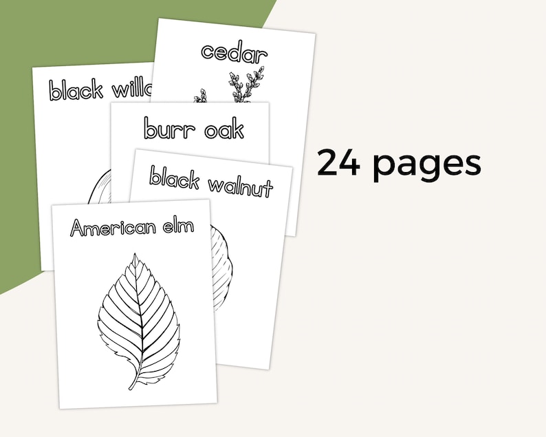 Tree Leaf Coloring Pages; Leaf Identification for Kids; Leaf and Leaves ...