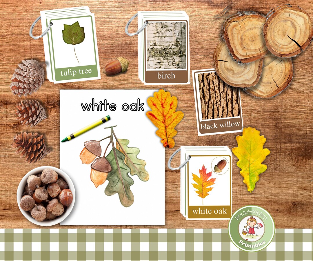 Tree Identification for Kids Tree Leaf Cards for Summer & Fall W REAL ...