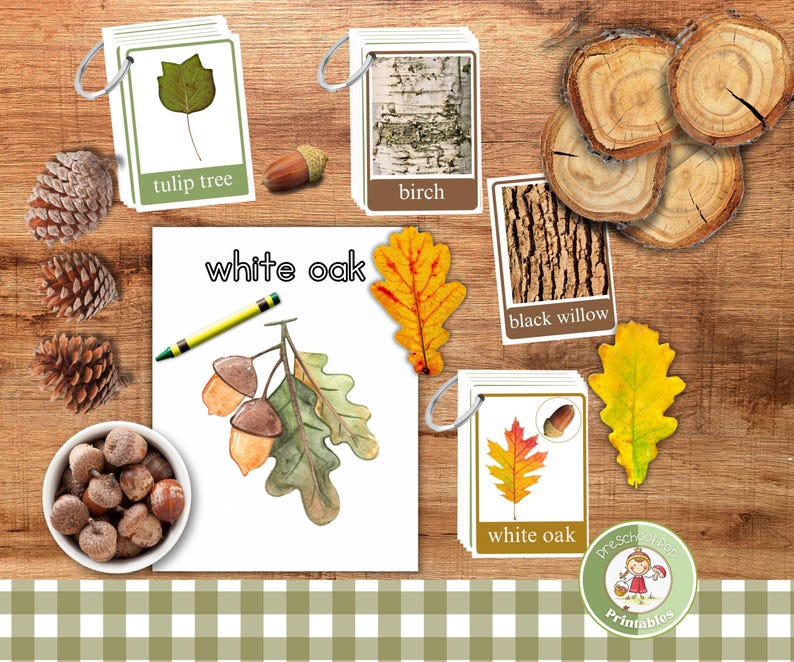 Tree Identification for Kids Tree Leaf Cards for Summer & Fall W REAL ...