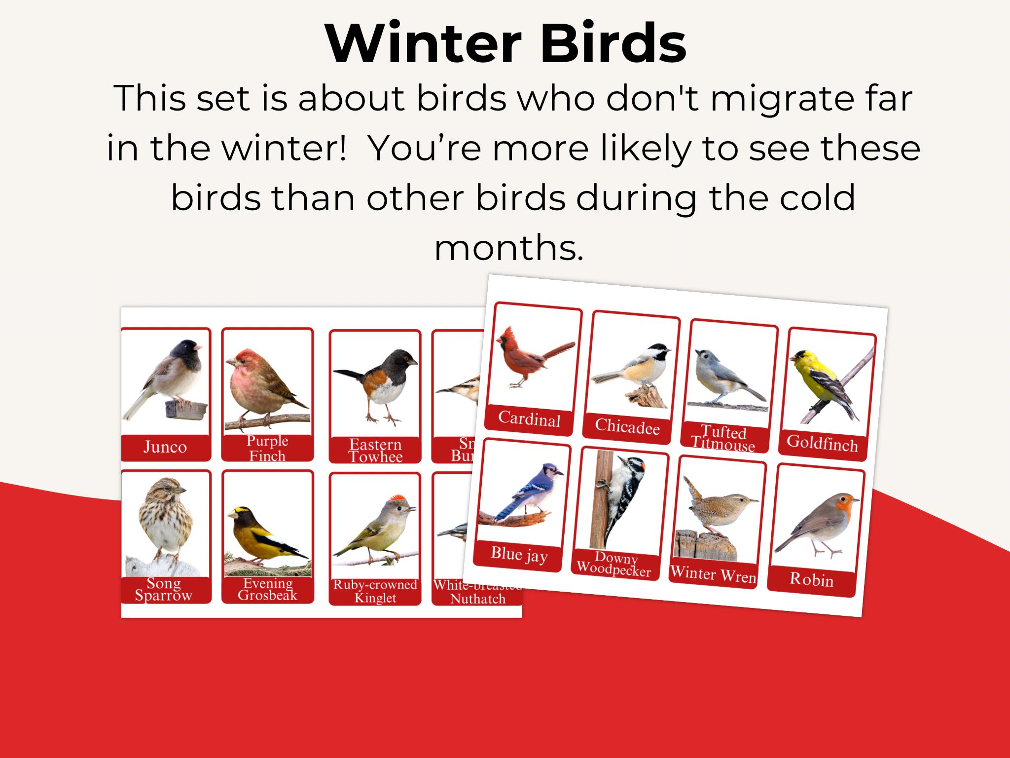 Bird Identification Cards for Kids: Winter and Spring Species, Coloring ...