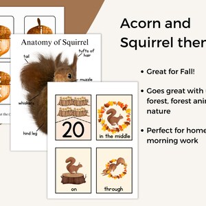 Acorn & Squirrel Preschool Printable Set: Homeschool Learning (PDF) - Etsy