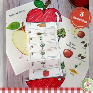 Apple Life Cycle Craft; Parts of an Apple Kindergarten Lesson; - Etsy