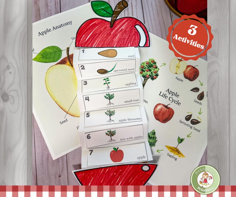 Apple Life Cycle Craft; Parts of an Apple Kindergarten Lesson; - Etsy
