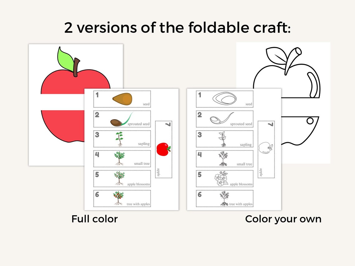 Apple Life Cycle Craft; Parts of an Apple Kindergarten Lesson; - Etsy