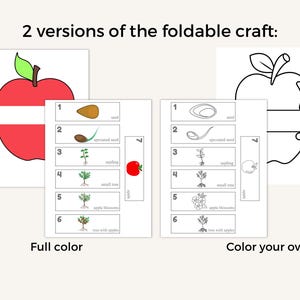 Apple Life Cycle Craft; Parts of an Apple Kindergarten Lesson; - Etsy