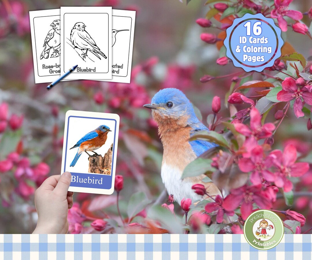 Spring Birds ID Cards for Kids; Bird Coloring Sheets; Montessori Style ...
