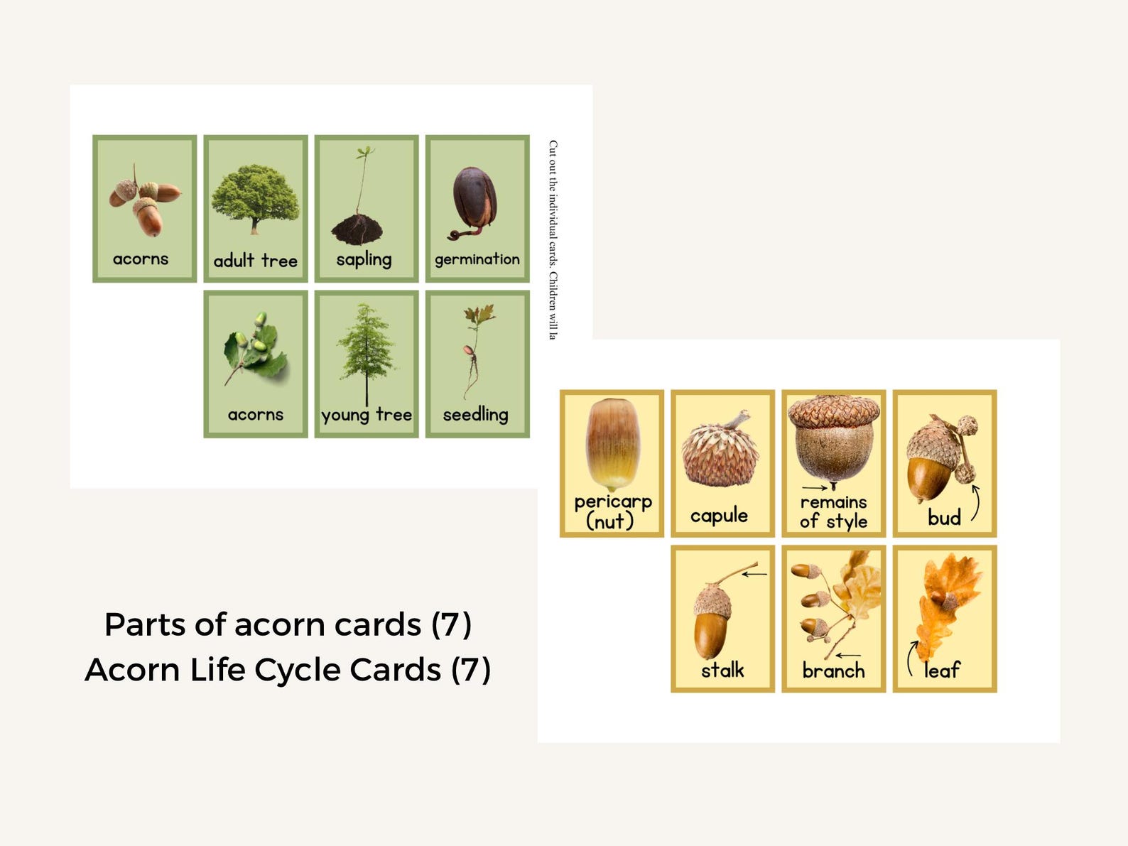 Acorns & Squirrels: Anatomy and Life Cycle; Science Worksheets for Pre ...