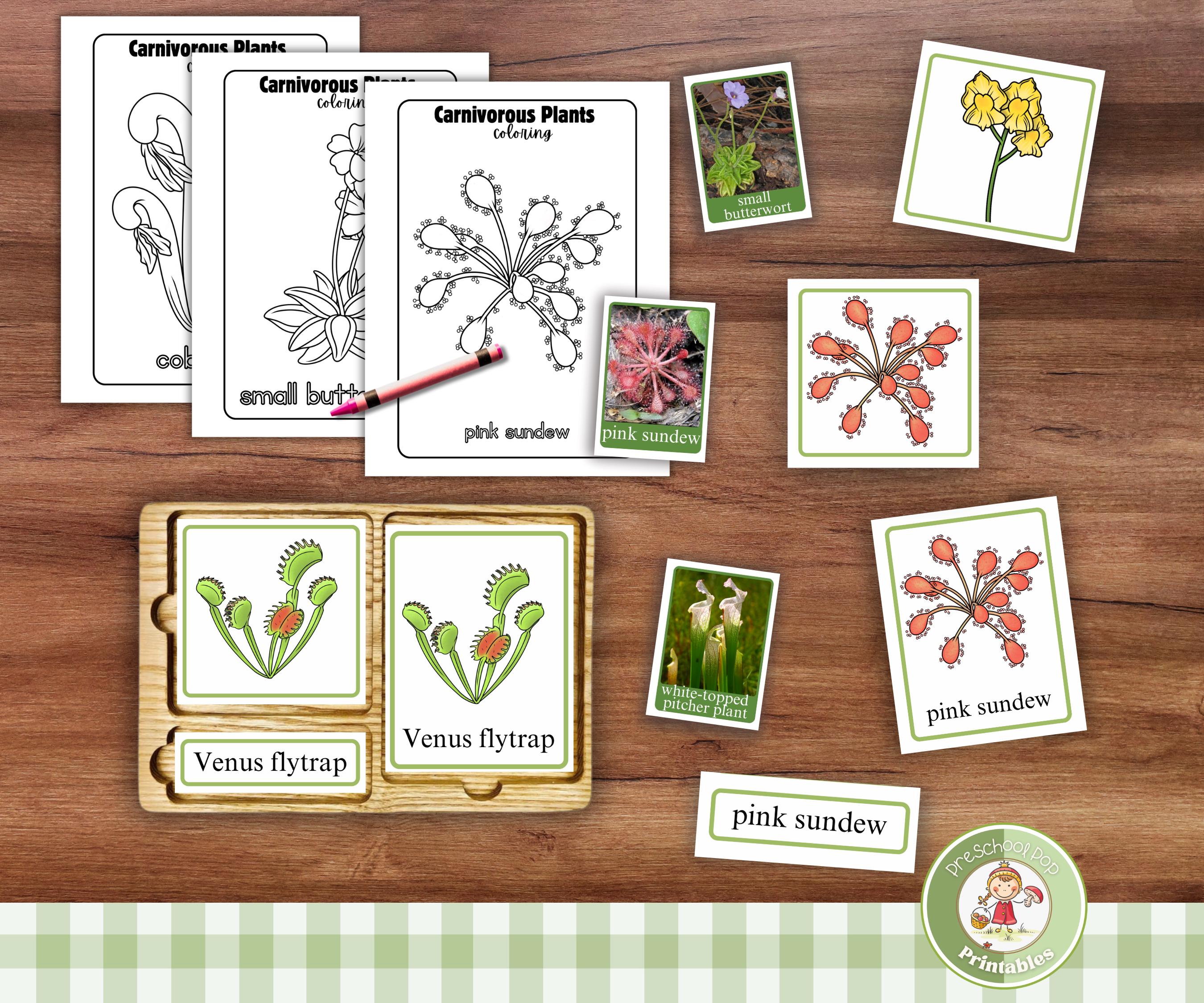 Printable Carnivorous Plants Learning Set; Id/nomenclature Cards ...